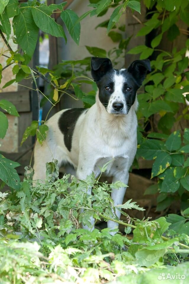 Бело-черный красавчик для дружбы и охраны