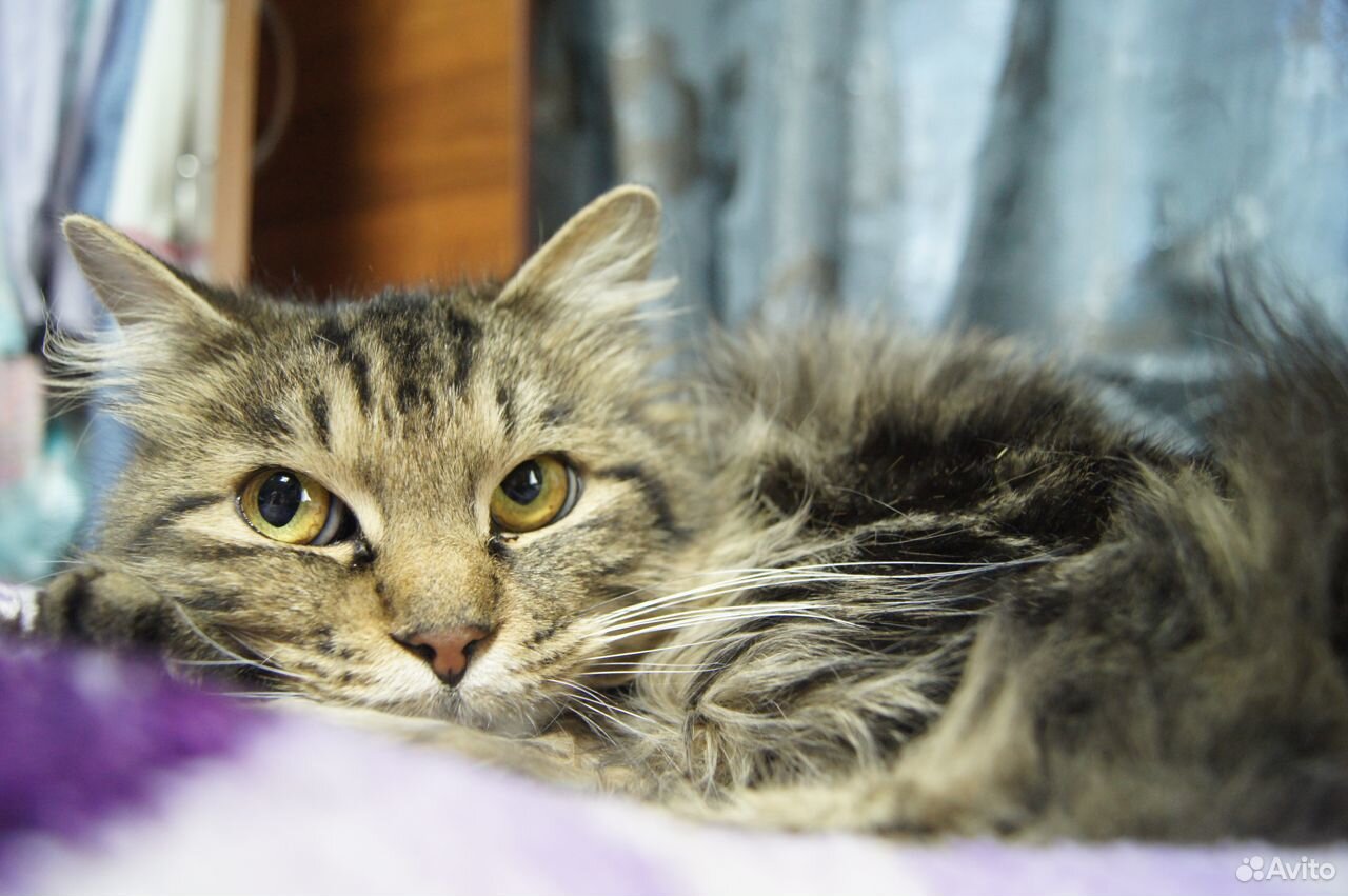 Кошка-сибирячка