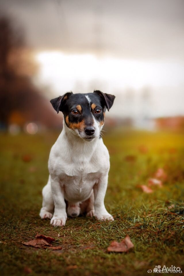 Вязка Джек Рассел Терьер