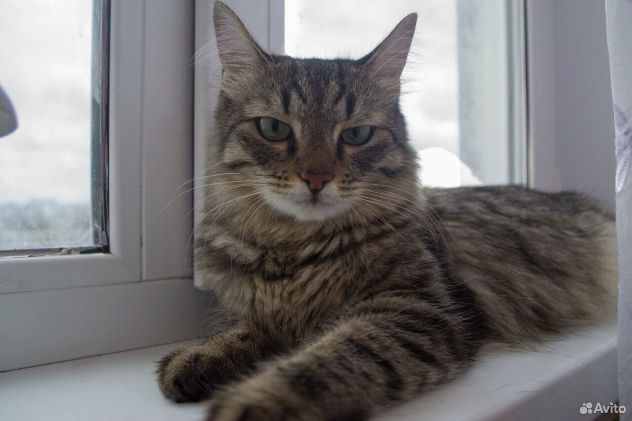 Котик Джонни