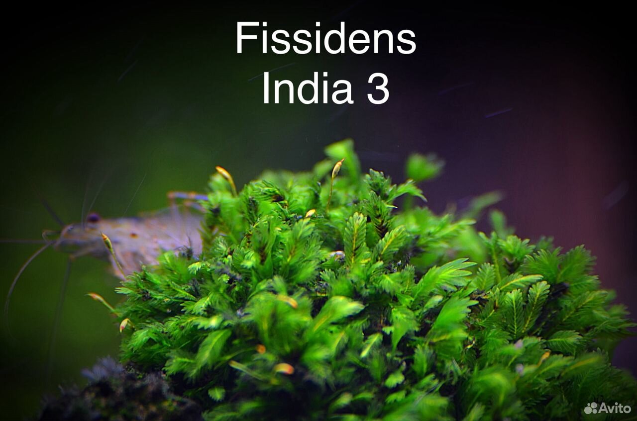 Мхи аквариумные