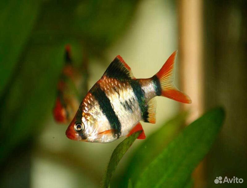 Барбус суматранский