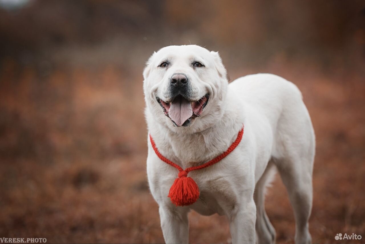 Берра - белоснежная сука алабая в дар