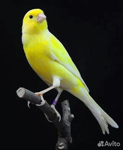 Продаю канареек