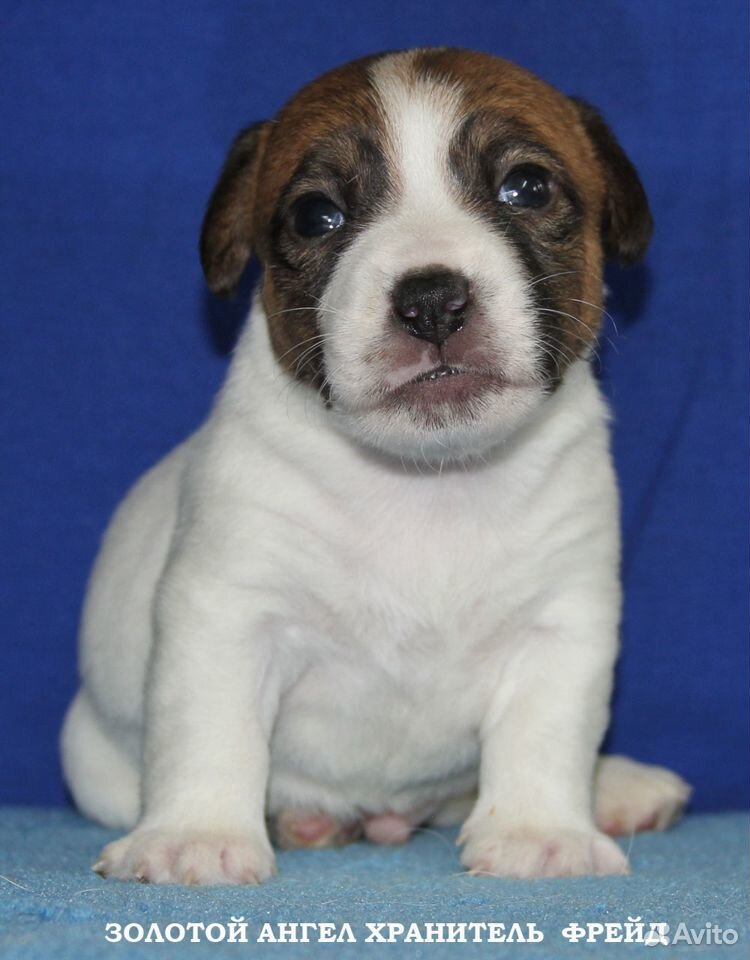 Великолепные щенки джекрассел терьера