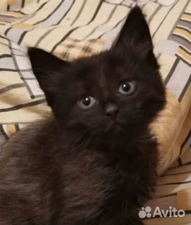 Котенок в дар 1.5 мес