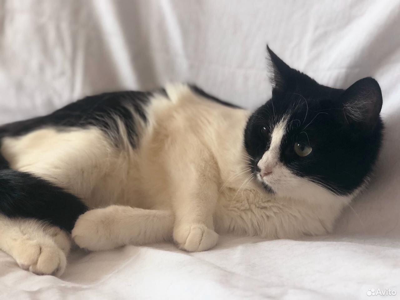 Черно-белый сонный бублик по имени Ива ищет дом