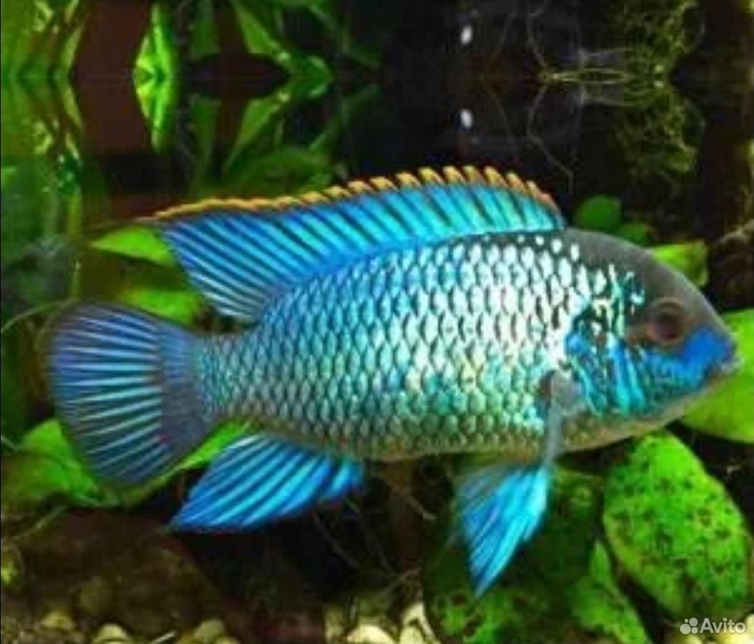 Наннакара блю неон