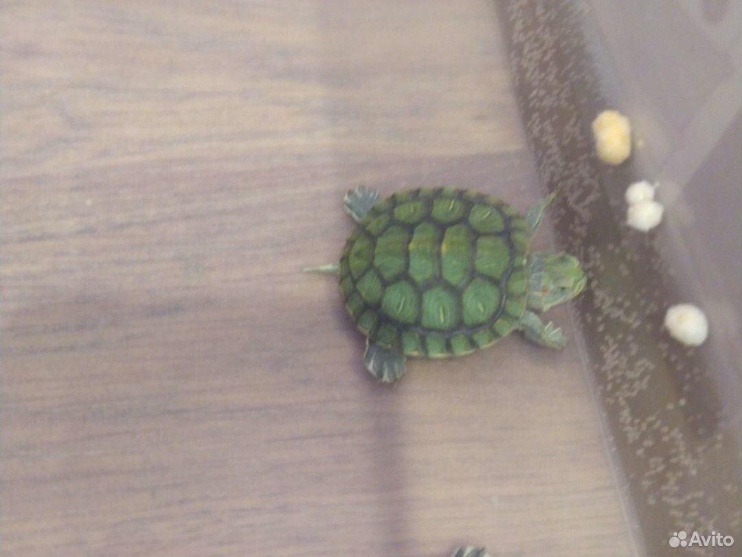 Красноухие черепахи