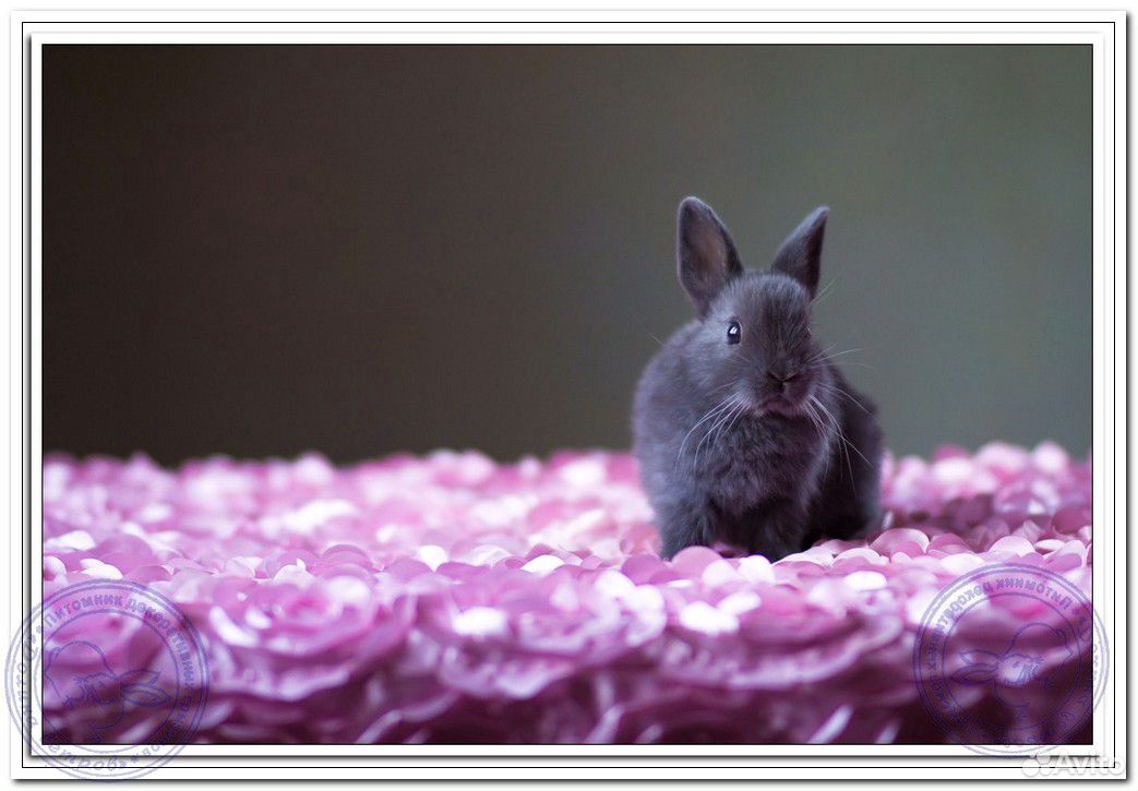 Карликовый крольчонок голубого окраса, мальчик 1,5