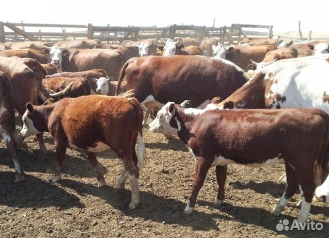 Продаю телочек молочного направления