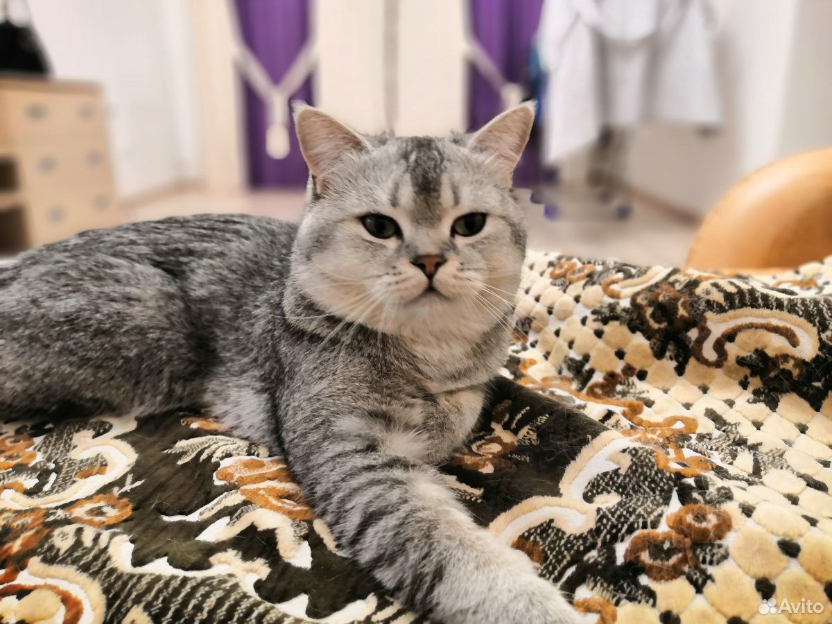 Шотландский кот, серебристая шиншилла ждёт невесту