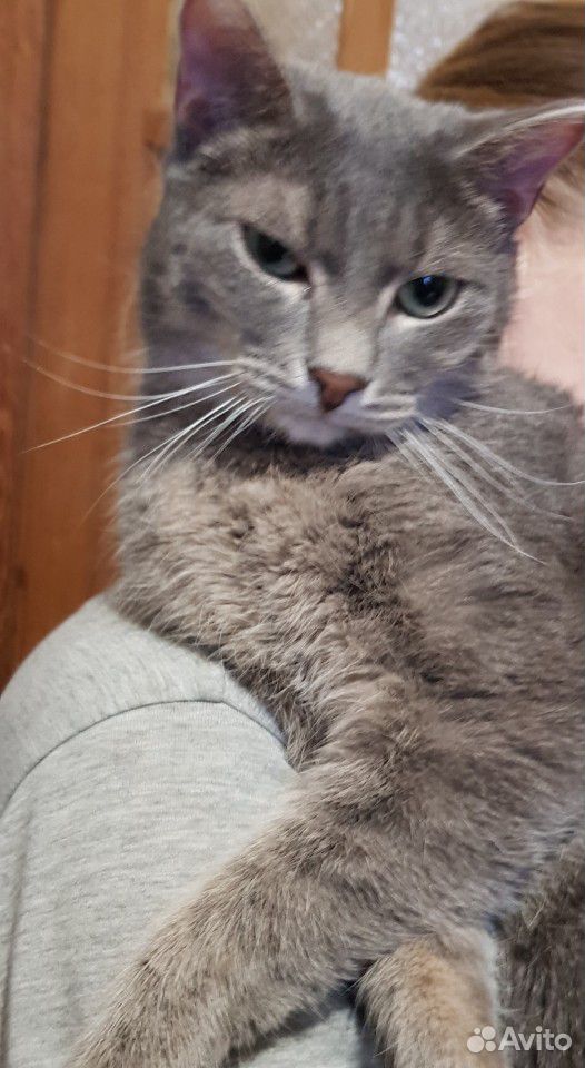 Котик Васёк