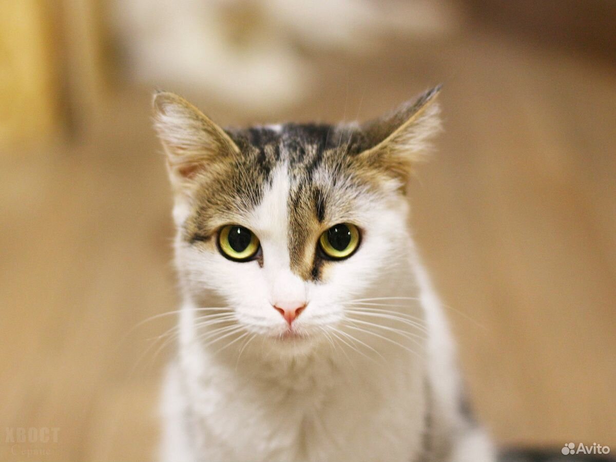 Кошечка Снежинка, 2 года