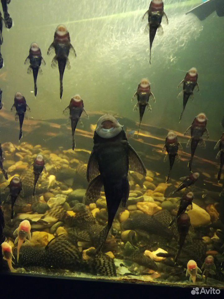 Сомики прилипалы ancistrus