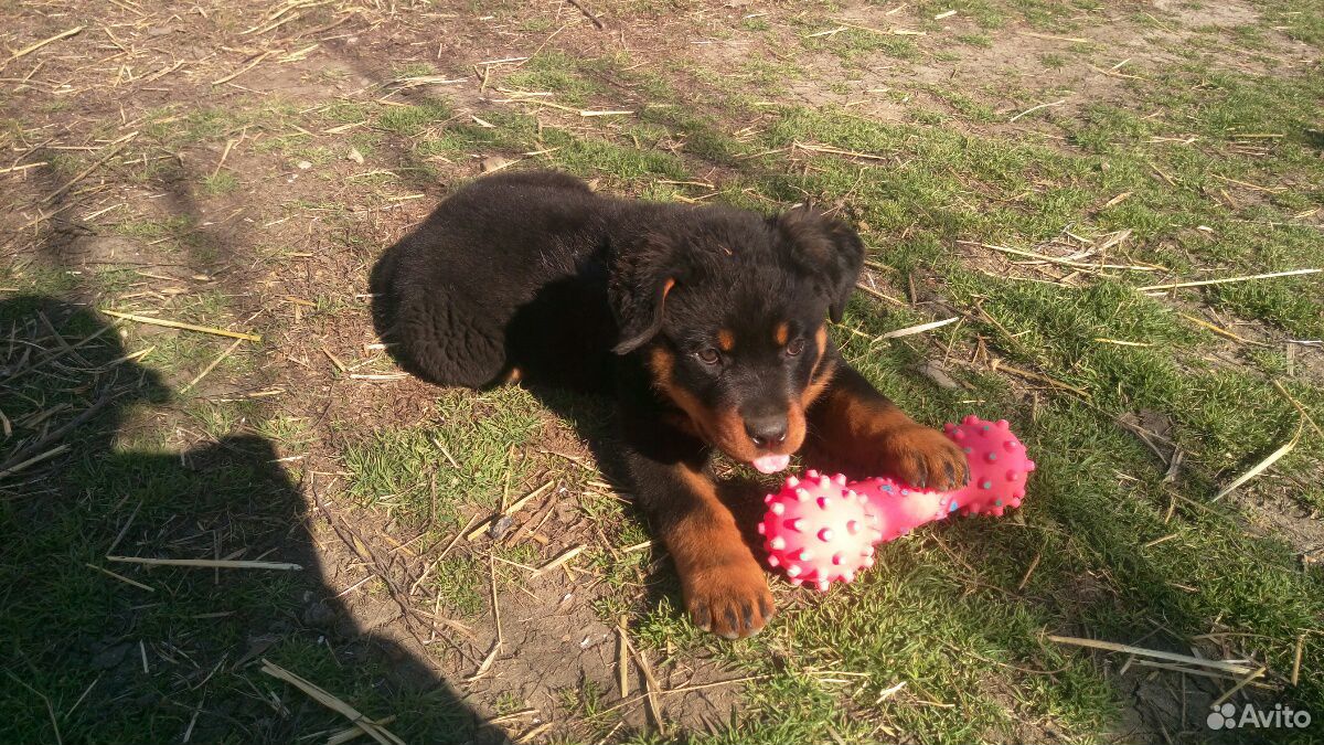 Щенки Ротвейлера