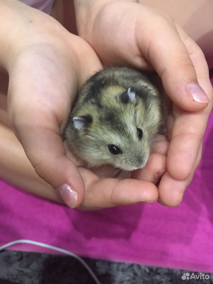 Джунгарский хомяк