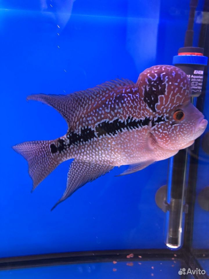 Флауэр хорн