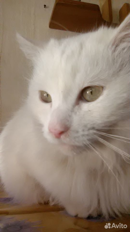 Отдам в добрые руки красивую пушистую кошечку