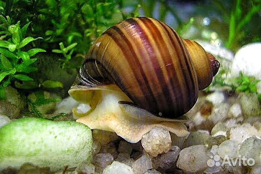 Ампулярия полосатая