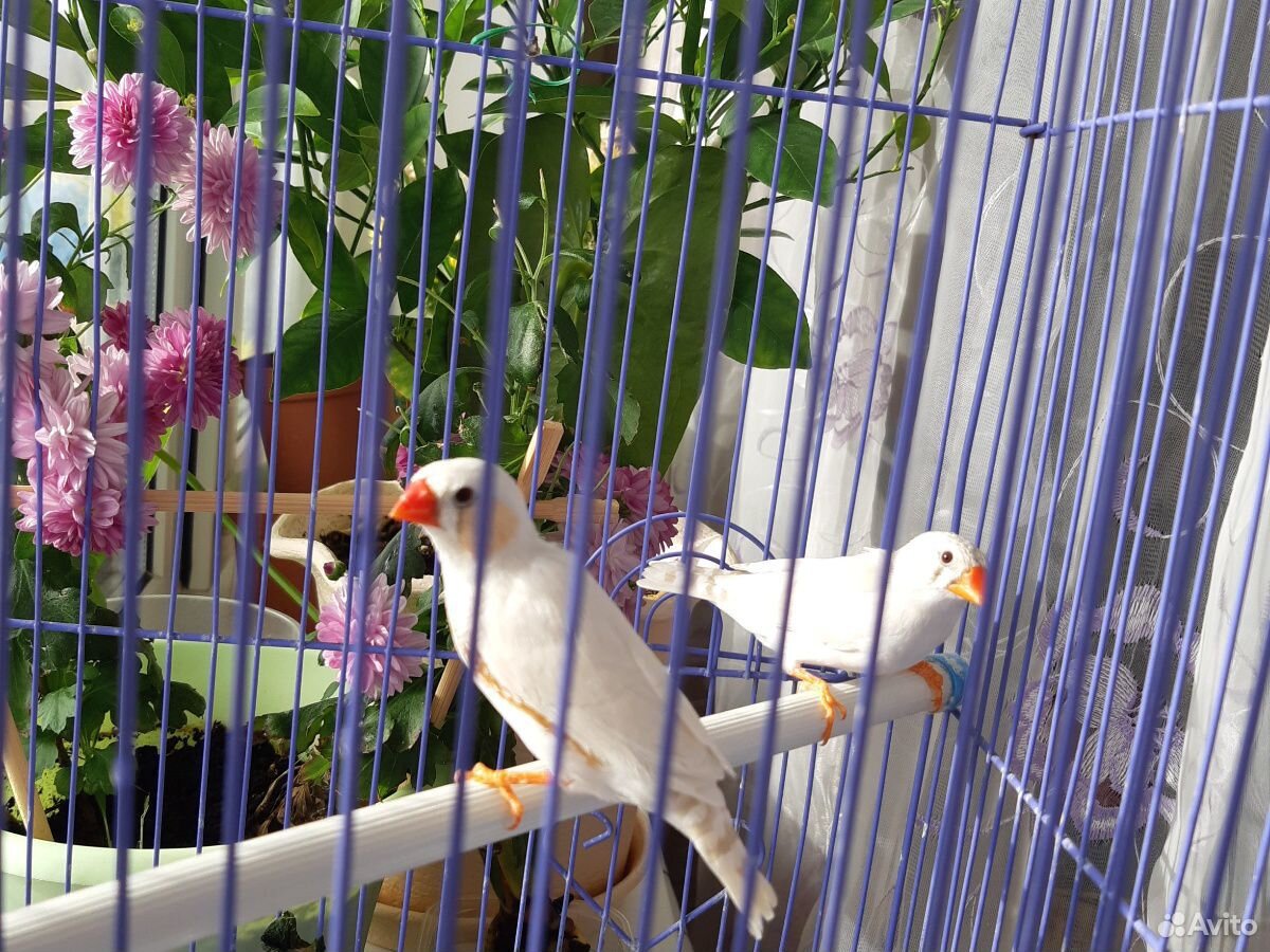 Продам амадин 4 птицы (1 мальчик и 3 девочки)