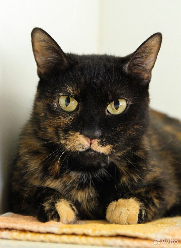 Кошка Шоколадка 2 года