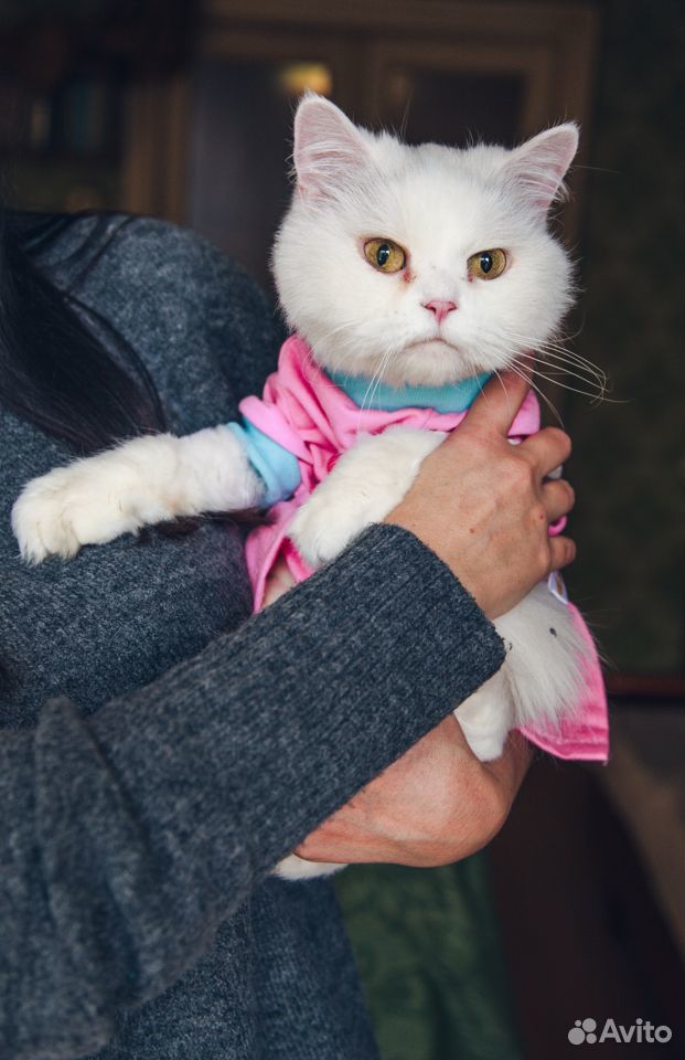 Кошечка в добрую семью
