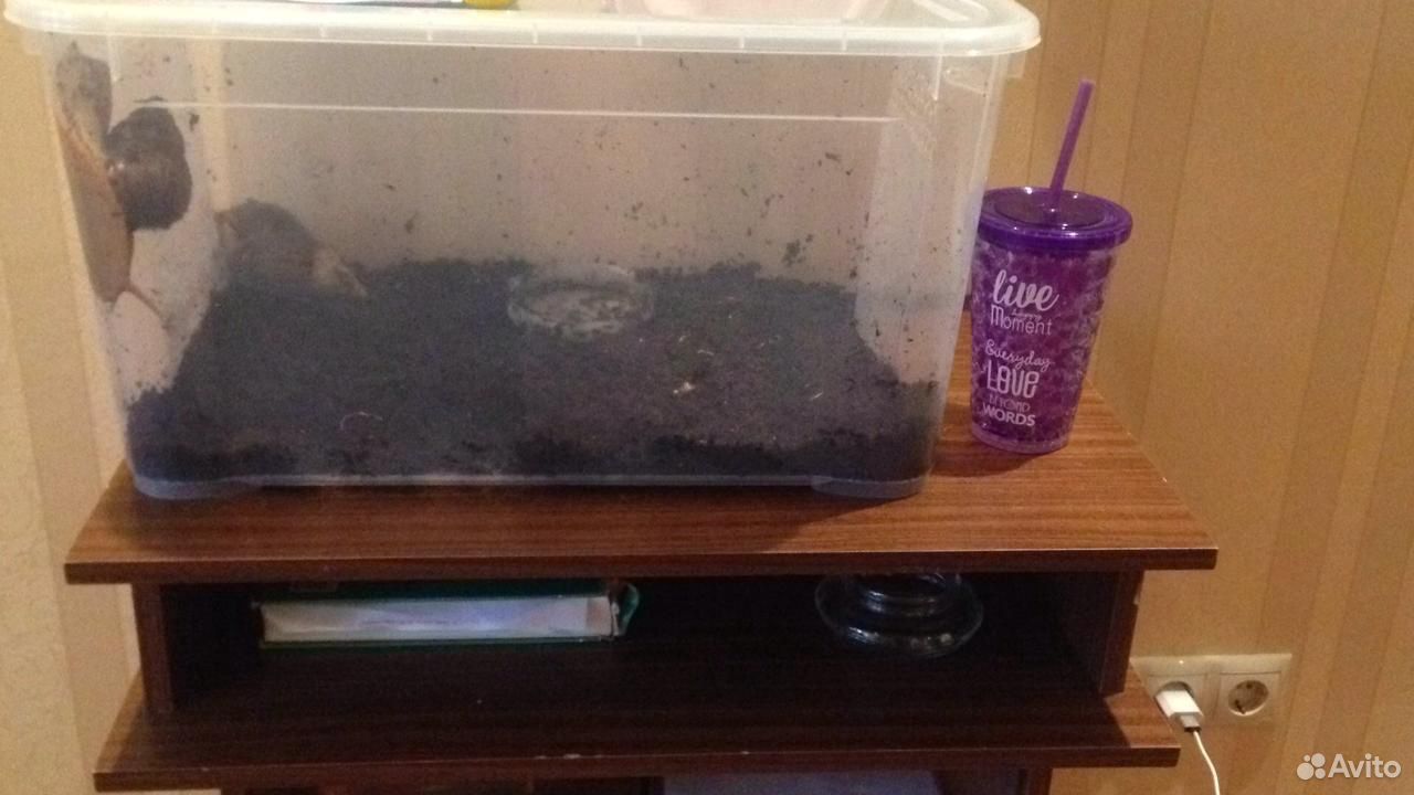 Улитки Ахатины