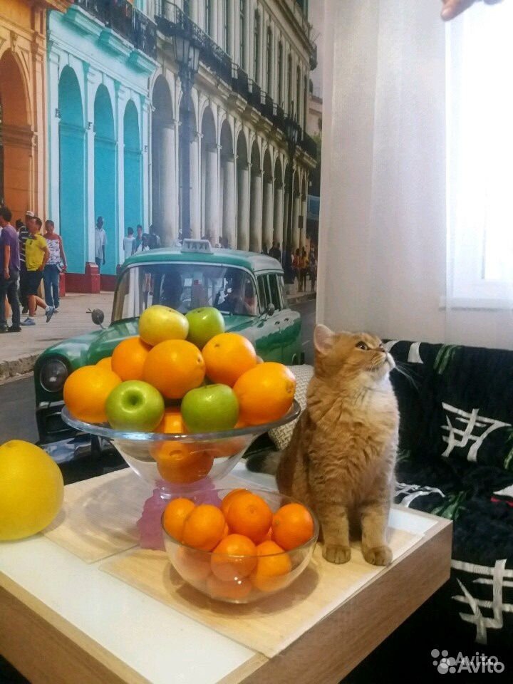 Британец, золотая шиншилла, мальчик, вязка