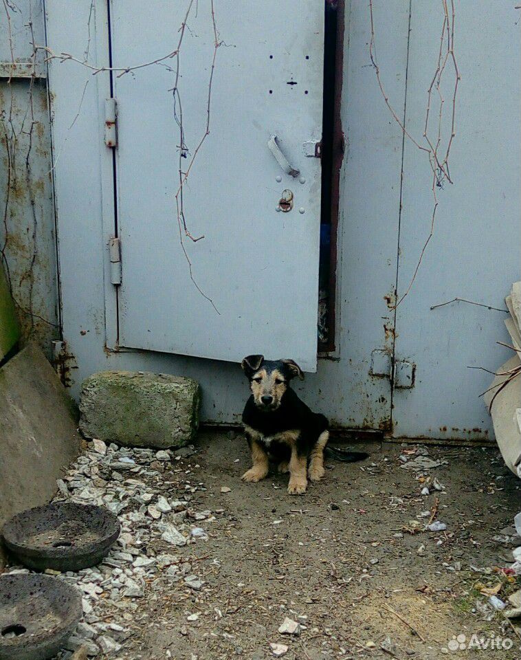 Щенок, двор-ротвейлер