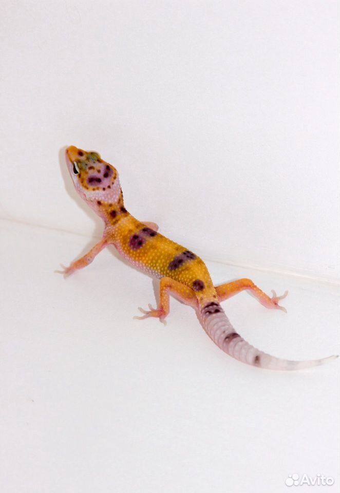 Эублефар Enigma het TA