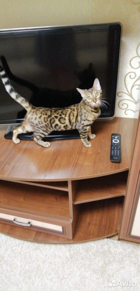 Бенгальская кошечка