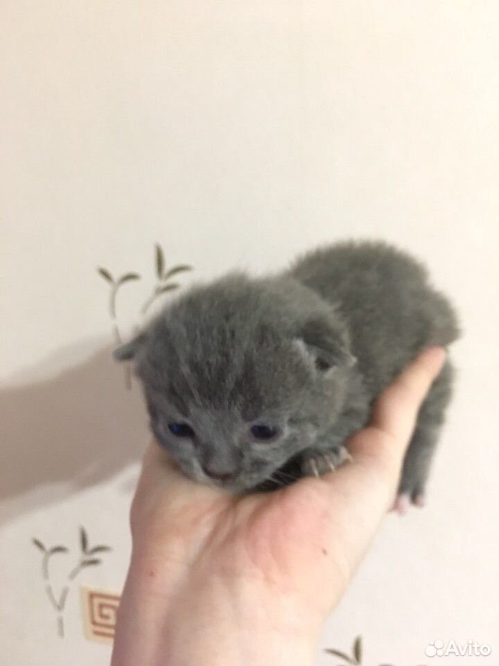 Британские котята