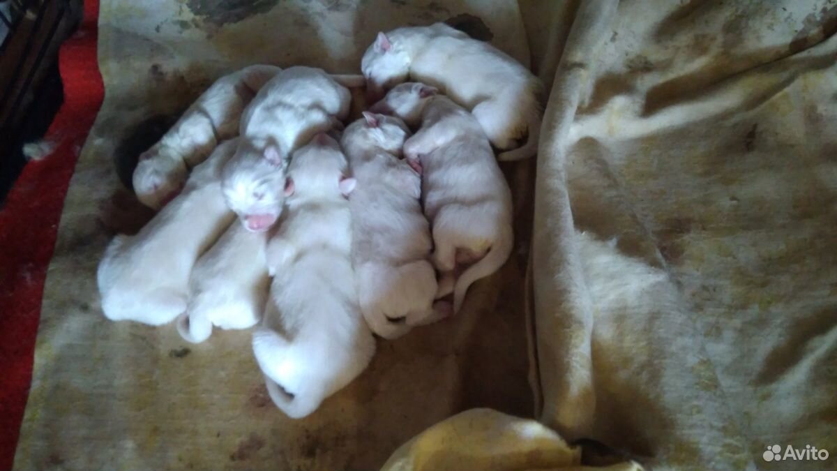 Продаются щенки Лайка Самоед