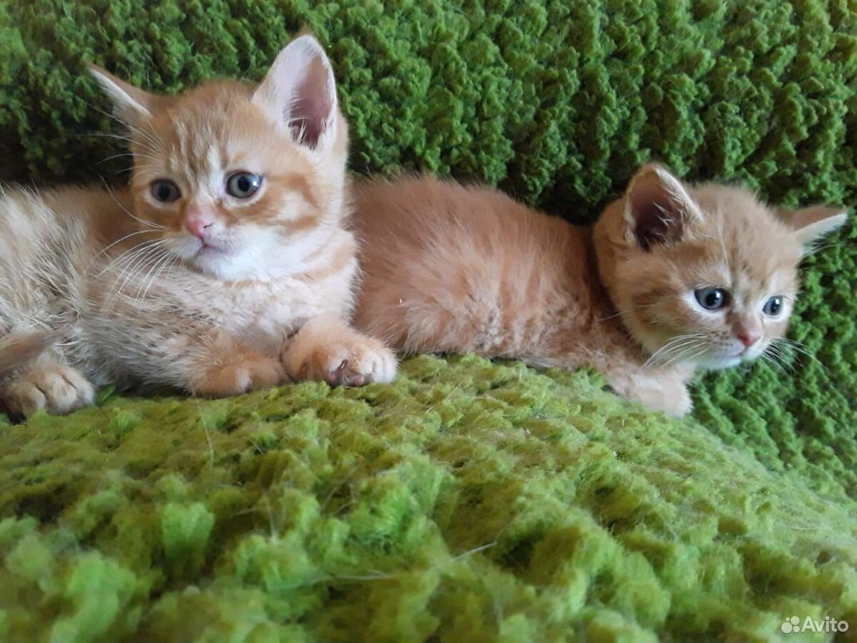 Шотландский красный 2 мес