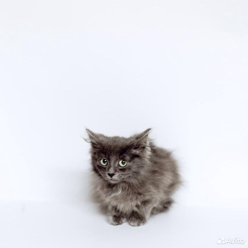 Котенок-девочка ищет дом