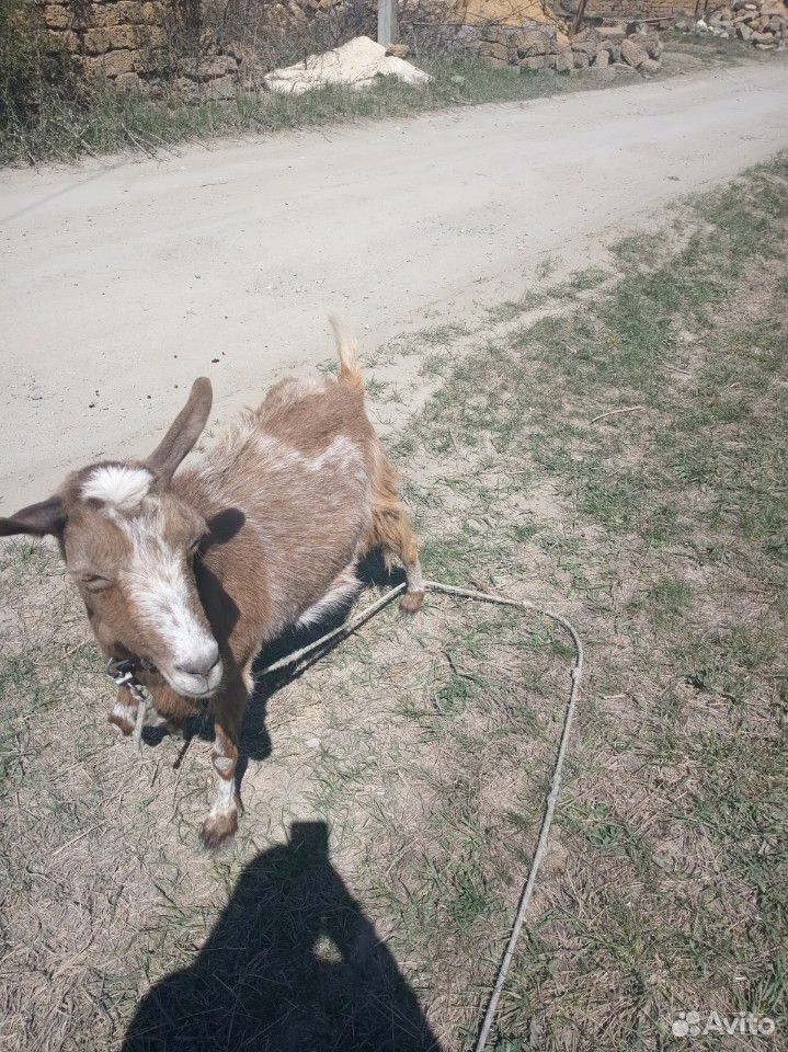 Коза доенная, комолая