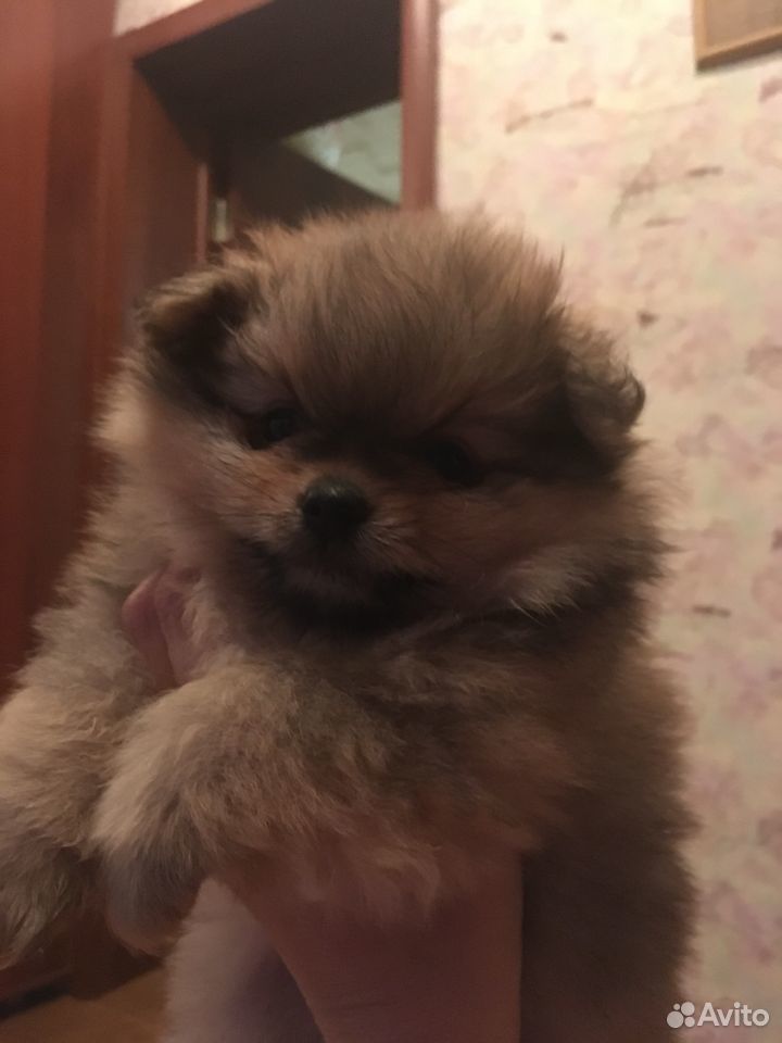 Шпицедетки