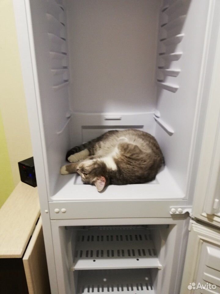 Отдам кошку