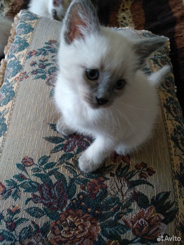 Кошка