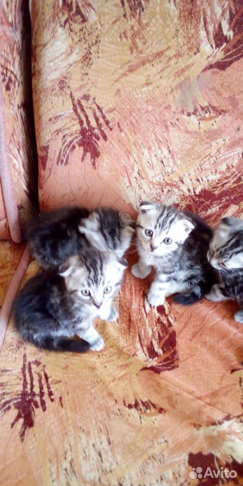 Вислоухие котята для перекупщика