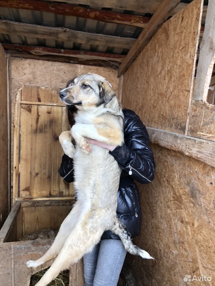 Собака