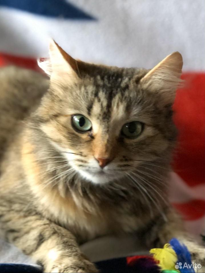 Кошечка в дар