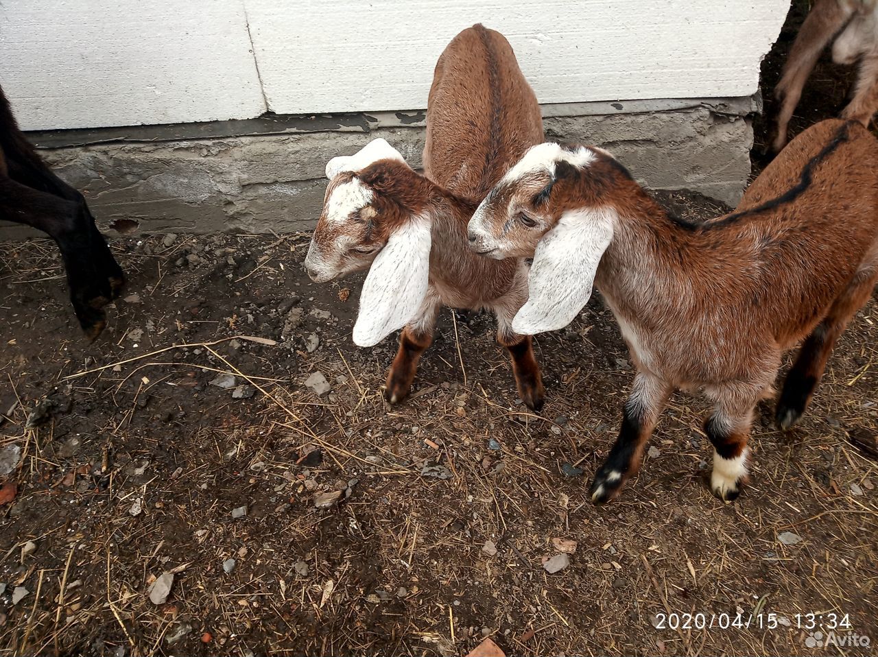 Козлики и козочка чехо- нубийские