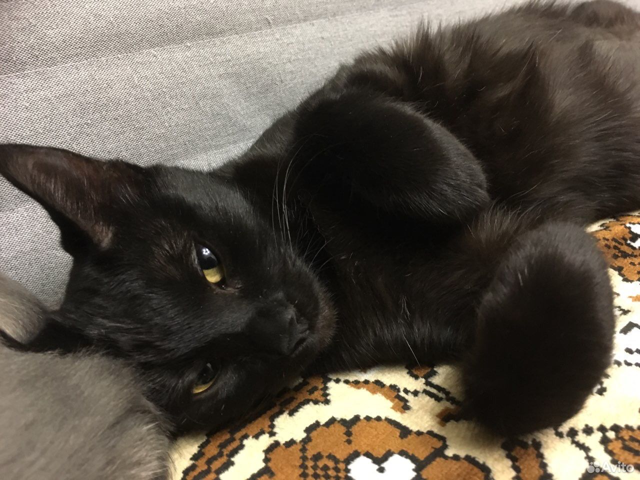 Кошка