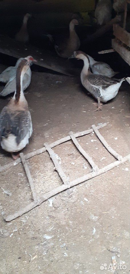 Гусь кубанский