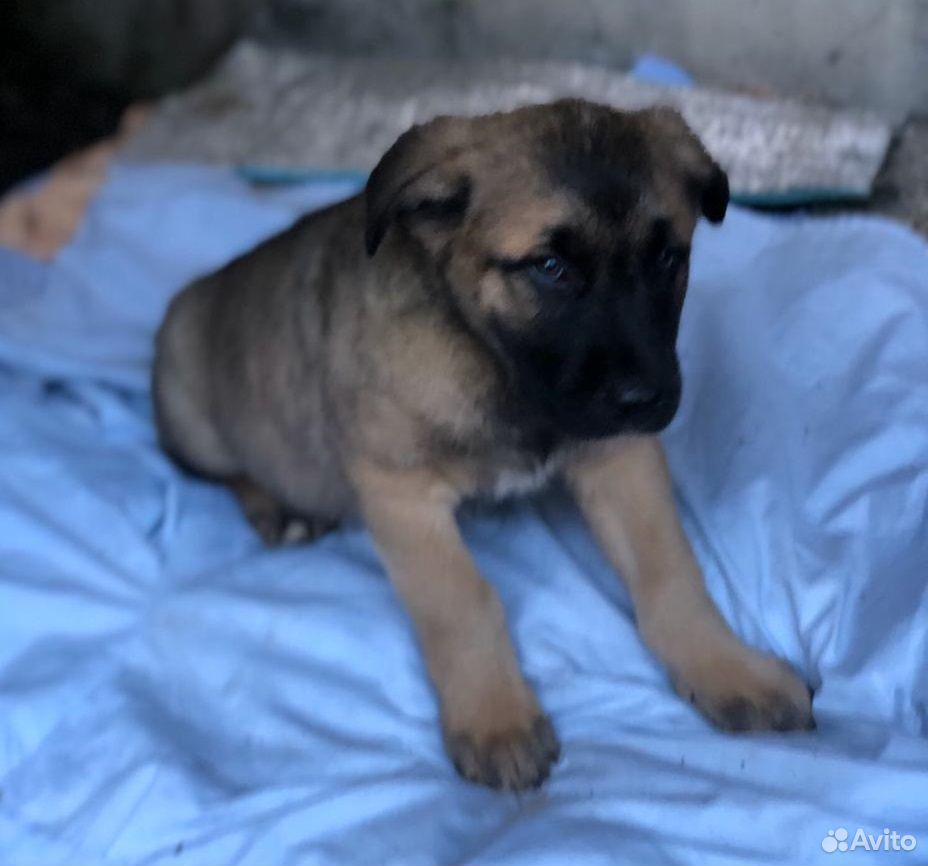 Красавчик - щенок Рей в дар