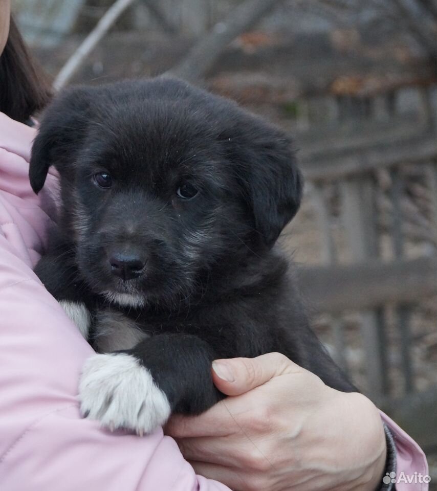 Отдам щенят в добрые руки