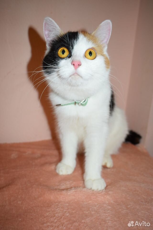 Кошечка Маффи 1,5 года ищет дом