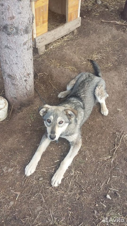 Щенки, щенок, собака, собаки, в дар, охрана